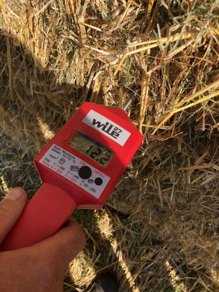 Vælg din halm til goldkøerne med omhu - Vestjysk 2023